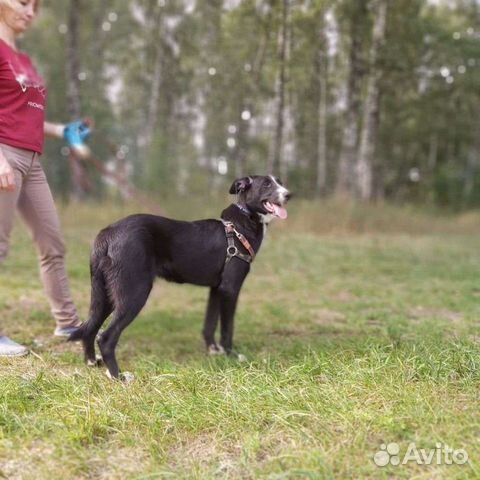 Искра в добрые руки