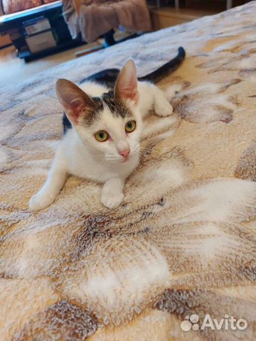 Котята в добрые руки бесплатно
