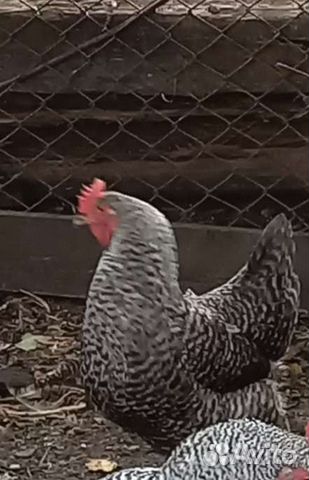 Куры молодки несушки доминант