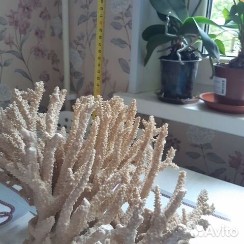 Большой коралл для аквариума