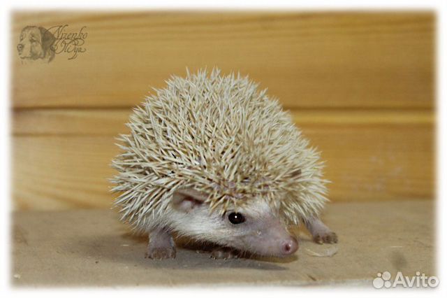 Африканские ежи из питомника