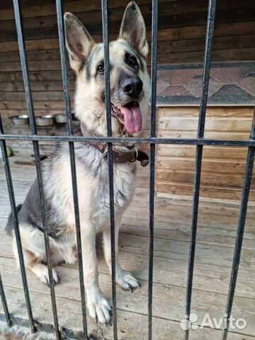 Восточноевропейская овчарка