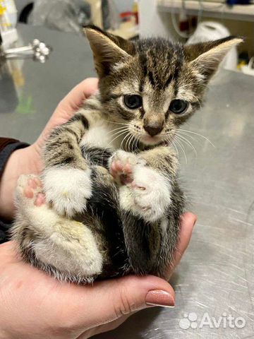 Котята в добрые руки бесплатно