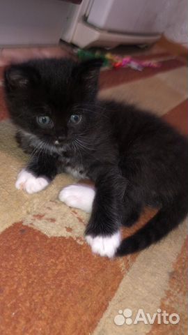 Котята британские прямоухие