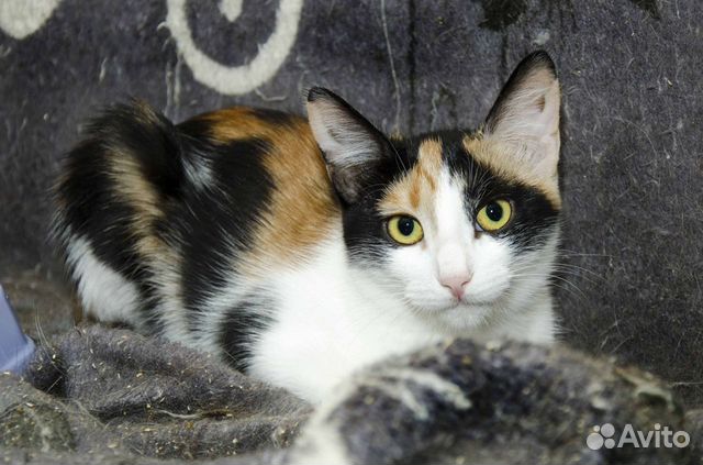 Котёнок трехцветка,5-6 месяцев