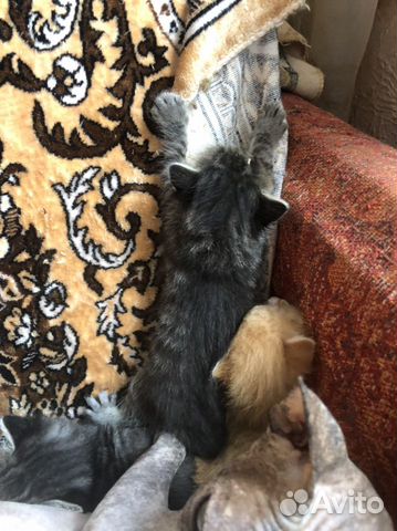 Котята Сфинкс+британец