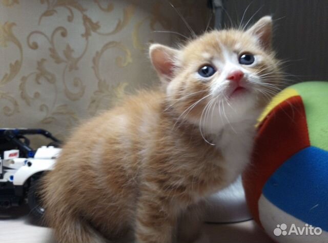 Продам шотландского рыжего котёнка