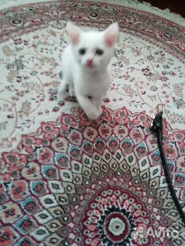 Белоснежный котёнок в добрые руки