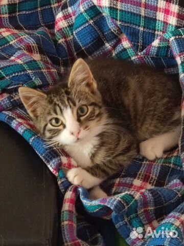 Котёнок 3.5 месяца, мальчик