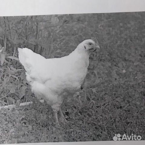 Куры несушки продам