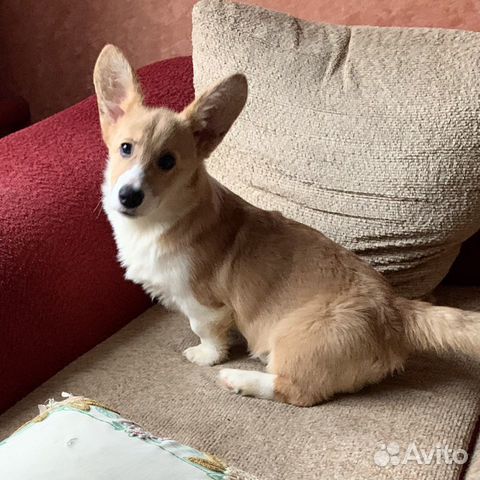 Щеночек Вельш корги