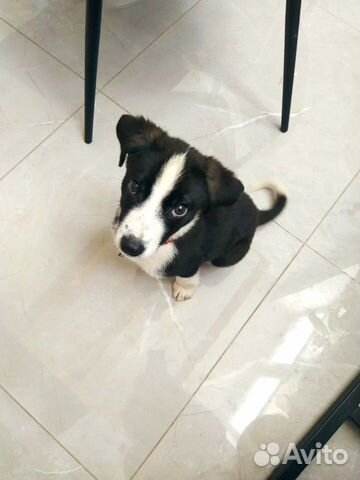 Красивый щеночек