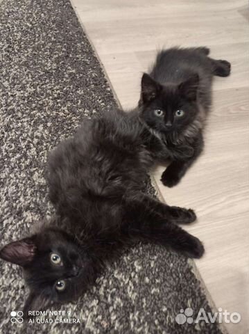 Кошка в дар