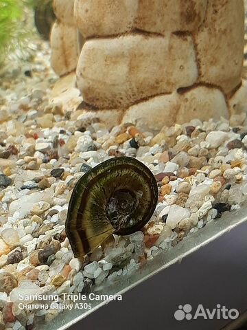 Улитки аквариумные