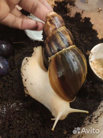 Улитки ахатины альбино