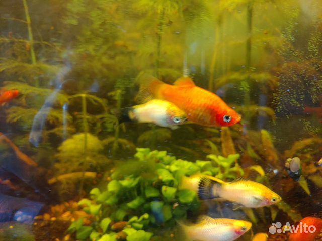 Отдам пецилий в хорошие руки