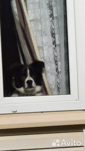 Привязали и ушли.собака в дар в добрые руки