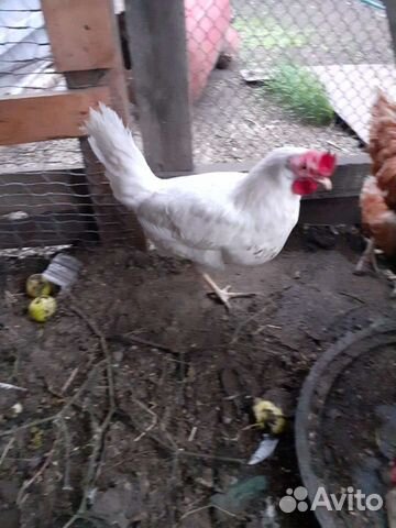 Куры несушки