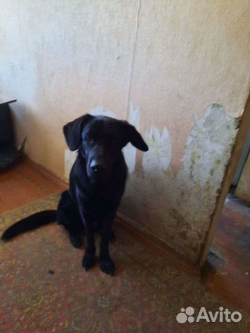 В добрые заботливые руки