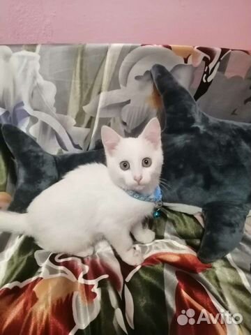 Белый котёнок ищет дом