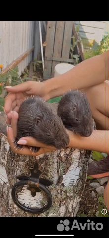 Дикобраз ручной