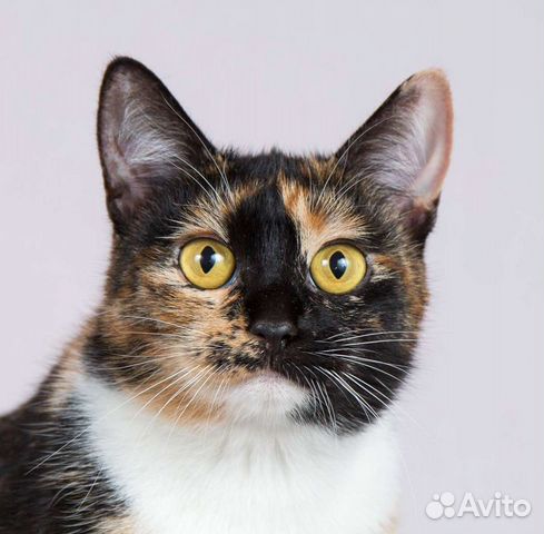 Котоняня Кэти ищет семью с детьми