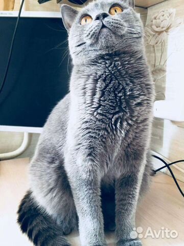 Кошка в дар 3 г. Британка