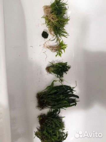 Прополка Аквариумных растений