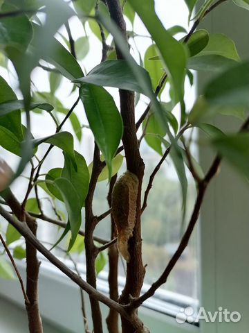 Оотека (кладка богомола)