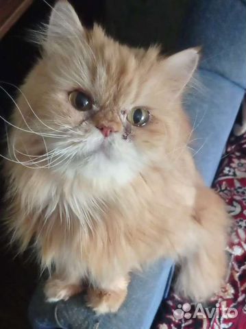 Персидская кошка