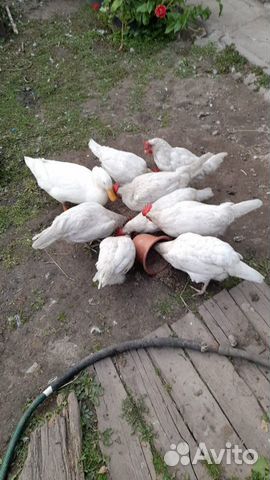 Курицы несушки