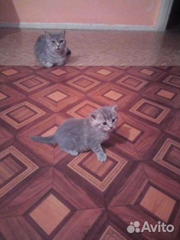 Полубританские котята в добрые руки