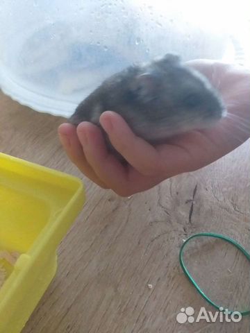 Джунгарский хомяк с клеткой