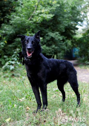 Генри в добрые руки