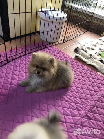 Шпиц Черчилль