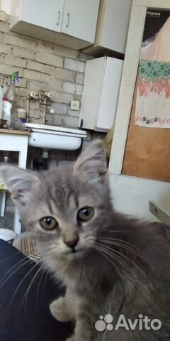 Британка в дрбрые руки