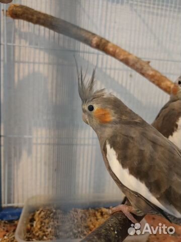 Попугай корелла