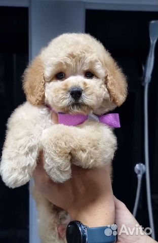 Девочка очаровашка Мальтипу