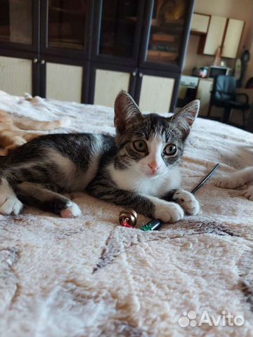 Котенок в дар 1,5 мес девочка привезу бесплатно