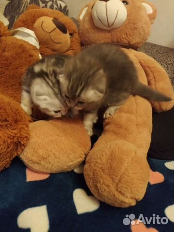 Шотландская кошка, вислоухие