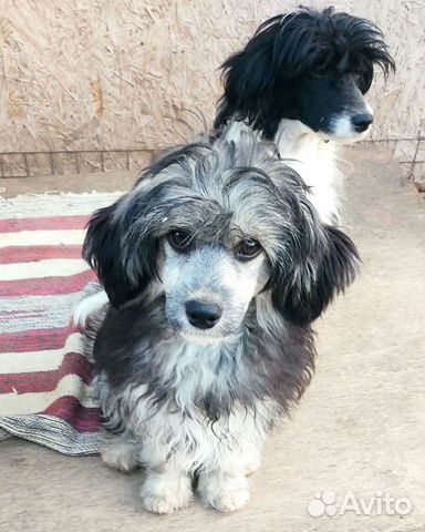 Два пуховых китайчика