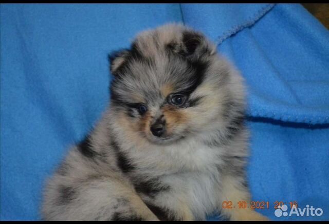 Щенок шпица