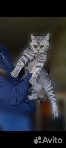 Британский кот