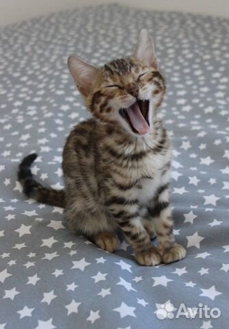 Бенгальская девочка (Ben n24) Розетка на золоте