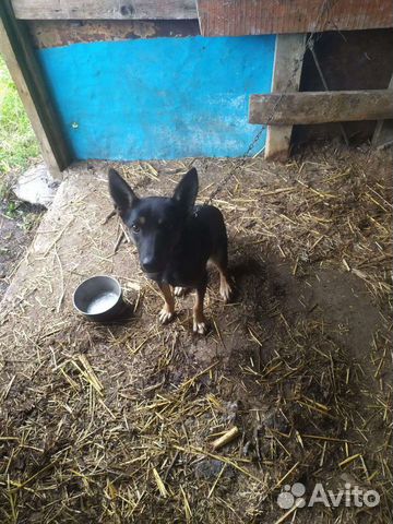 Австралийская пастушья собака,семь месяцев