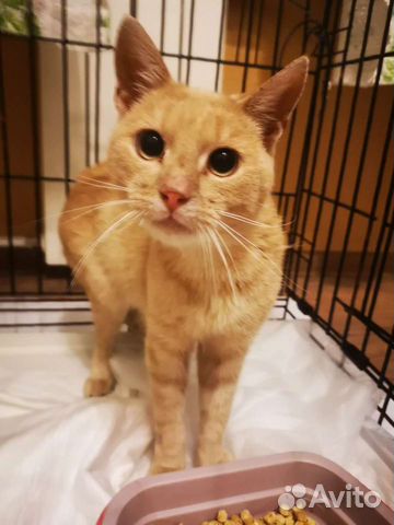 Рыжий молоденький котик