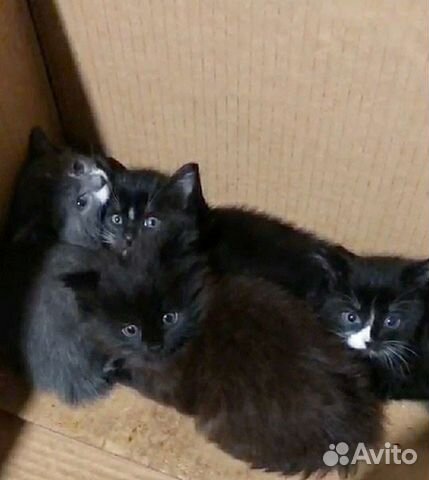 Котята из подсобки каждый в добрые руки