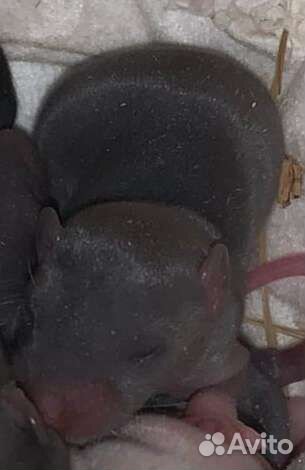 Крысы дамбо