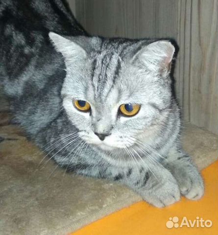 Серый котенок-девочка, стерилизованная