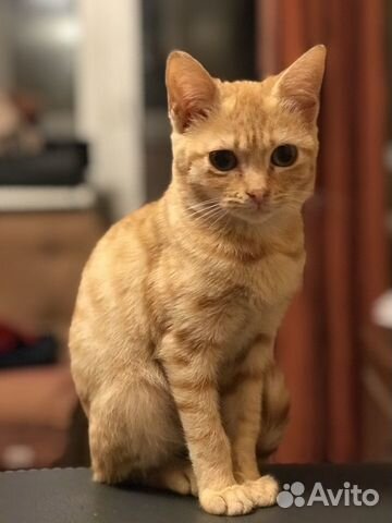 Котенок девочка